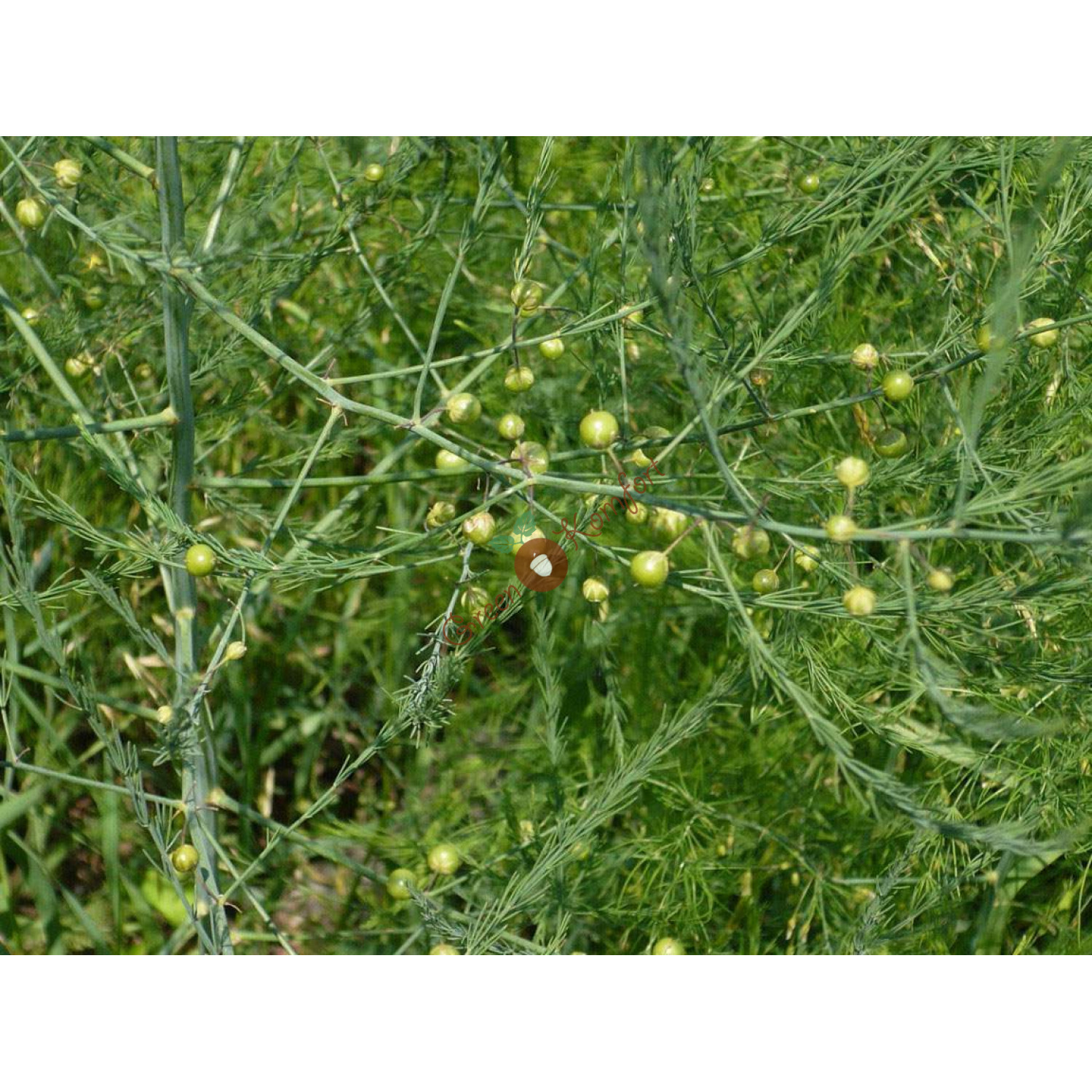 Спаржа (аспарагус): описание растения, полезные свойства, разновидности ...