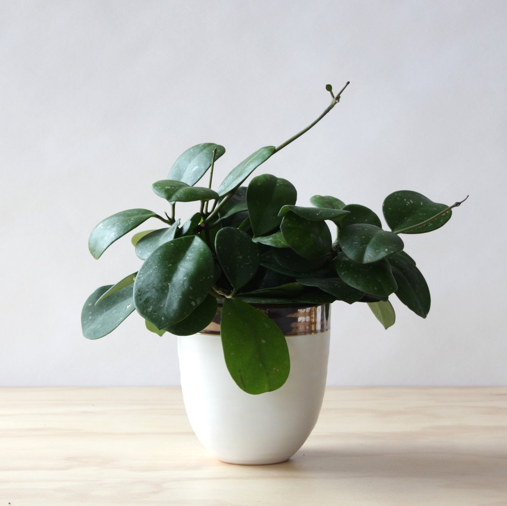 Уход за хойей в домашних условиях: комнатный цветок, восковой плющ ...